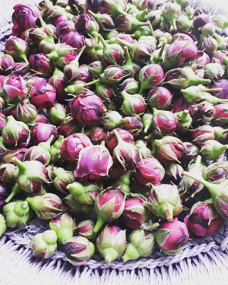 Que faire avec des boutons de rose ? – TECHNOSPHERE