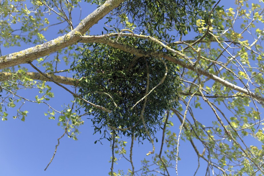 Le Gui, une plante pleine de promesses – TECHNOSPHERE